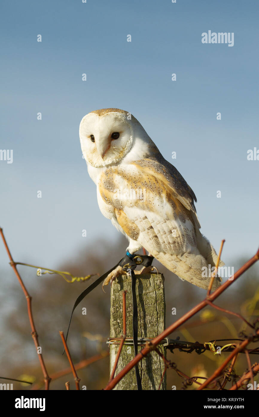 Beautiful Barn Owl on a Post During Sunset Stock Photo - Alamy