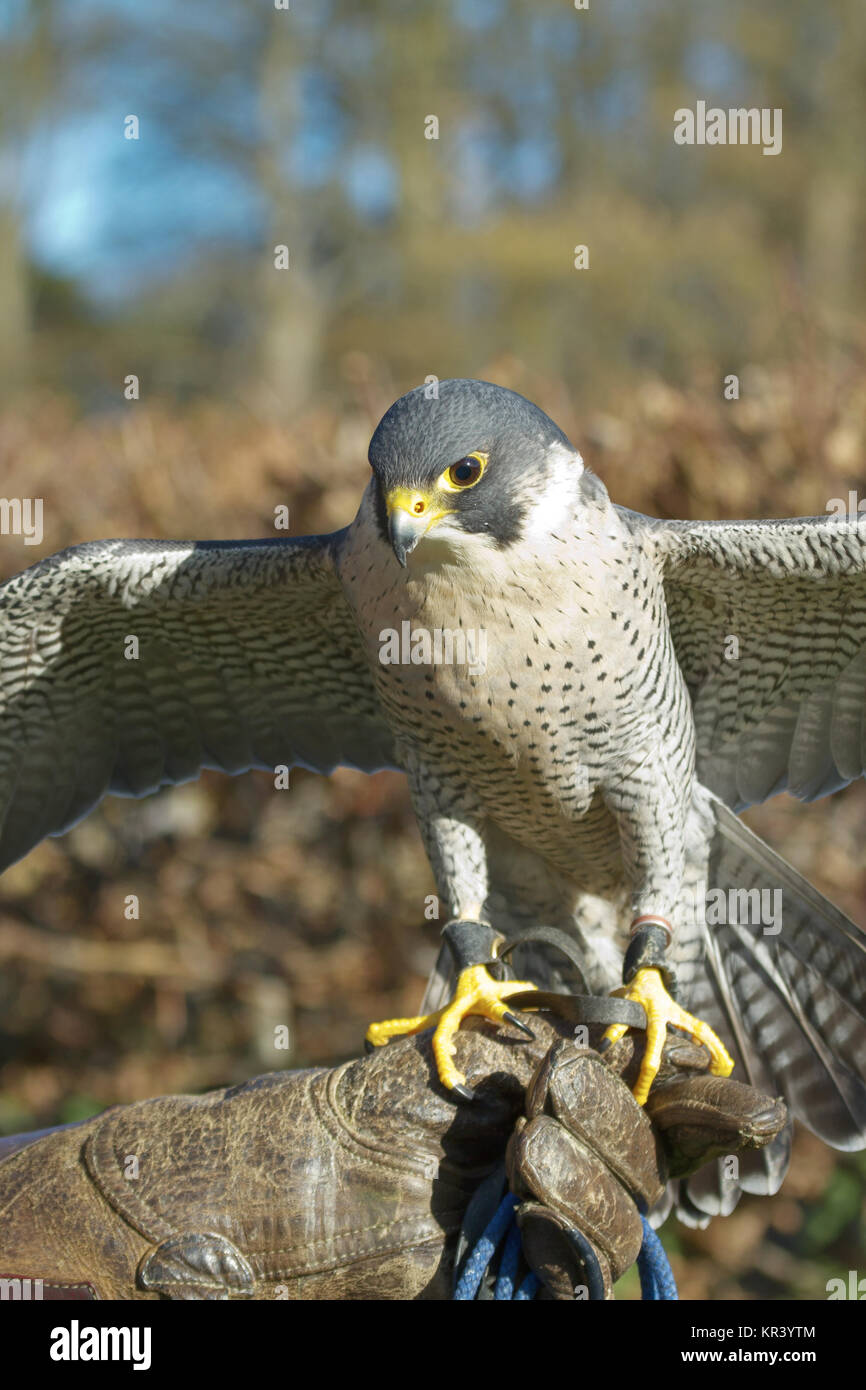 Trained Peregrine Falcon (Falco peregrinus), used in the sport of ...