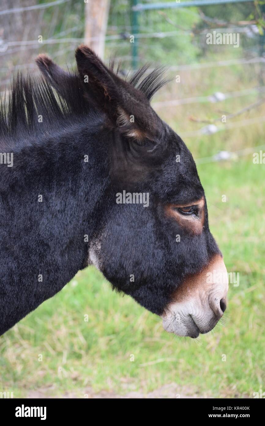 the donkey,latin equus asinus asinus,in profile,with ears attached ...