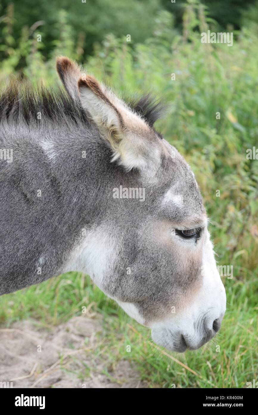 the donkey,latin equus asinus asinus,in profile,with ears attached ...