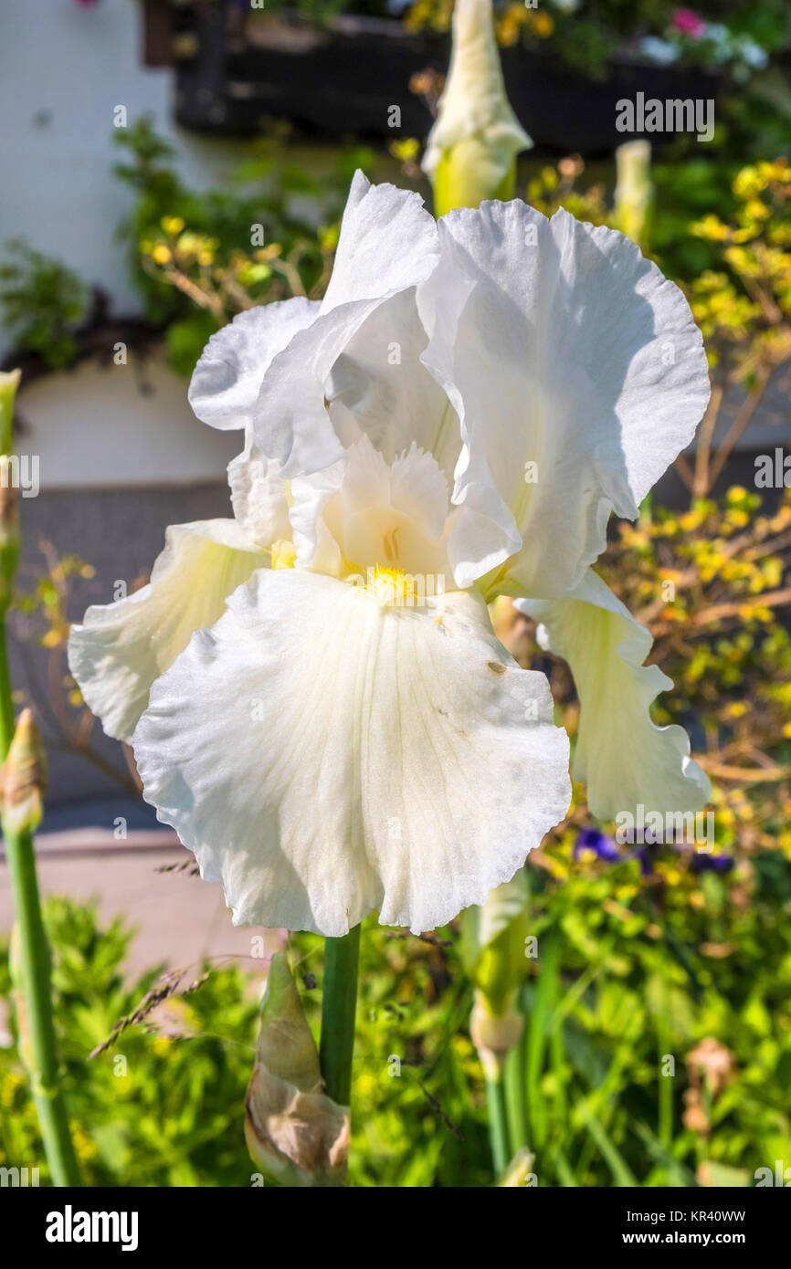 white spring flowers in a garden. iris flower Stock Photo - Alamy