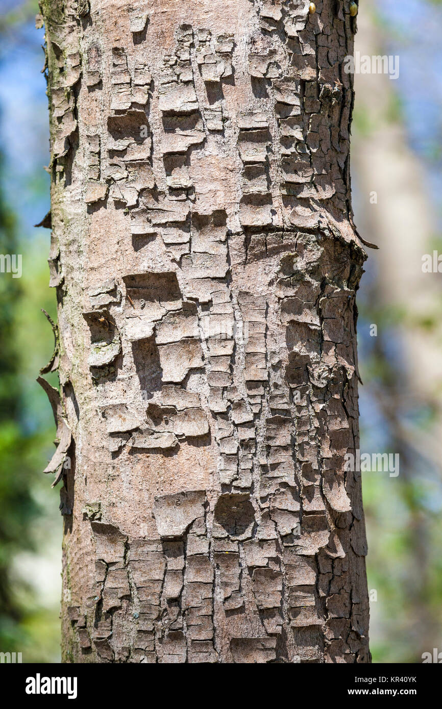 tree bark gives a harmonic pattern in an european forest Stock Photo ...
