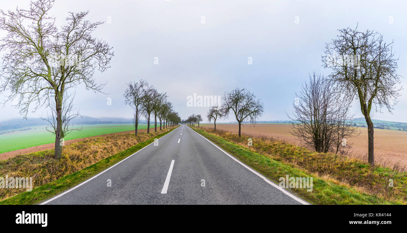 Leaveless tree hi-res stock photography and images - Alamy