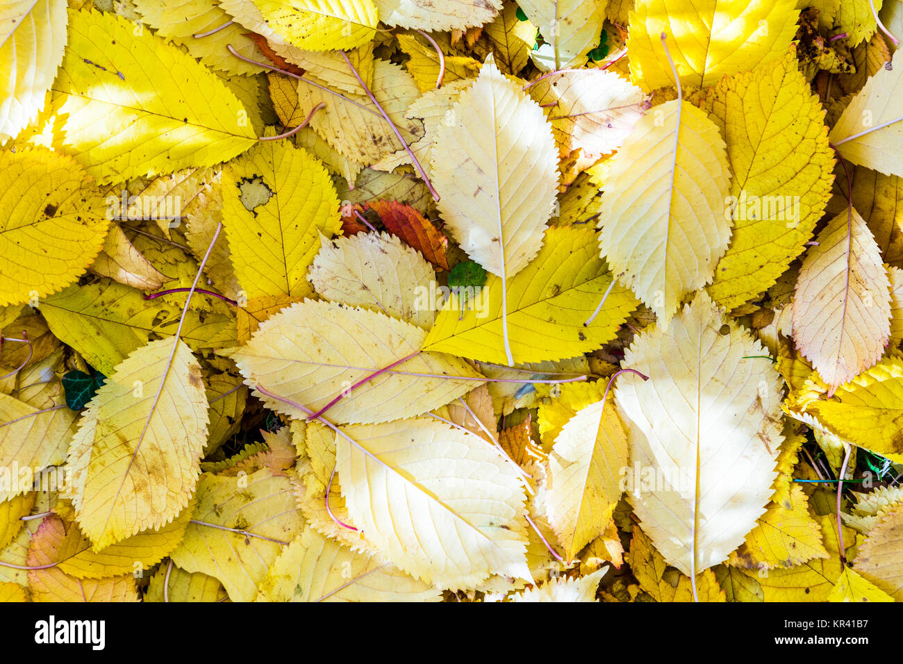cherry tree leaves at the grass in harmonic autumn colors Stock Photo ...