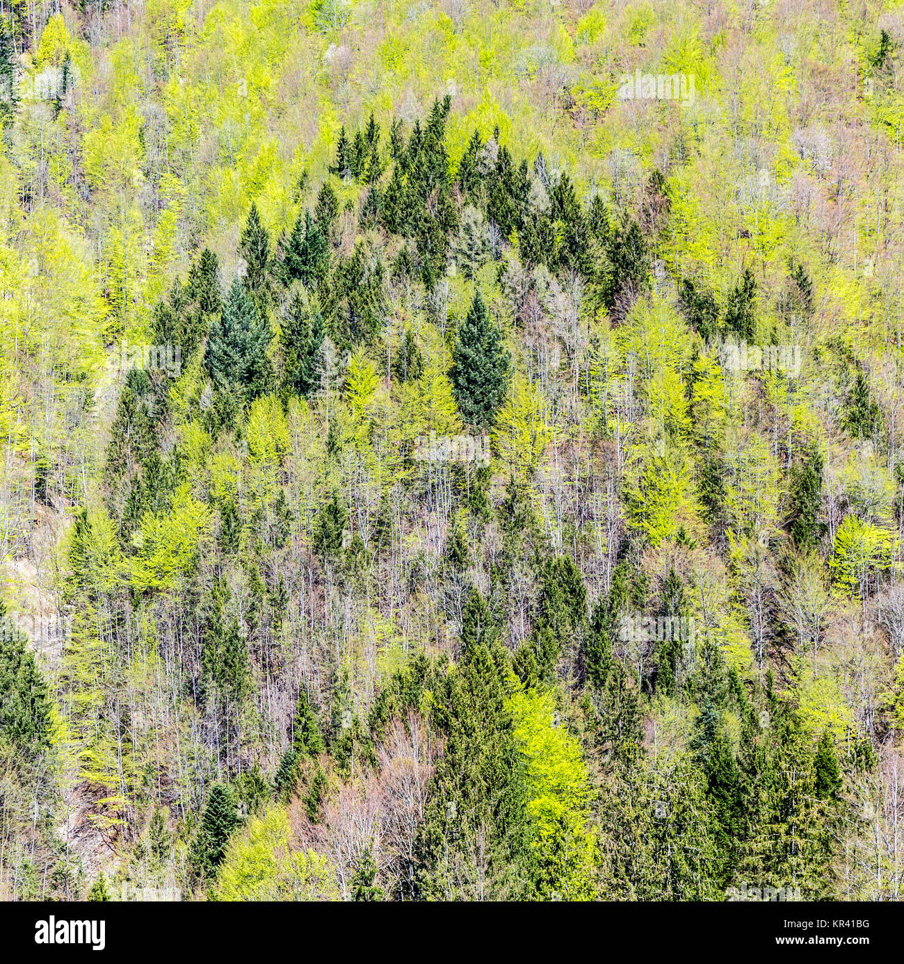 background of fir trees Stock Photo - Alamy