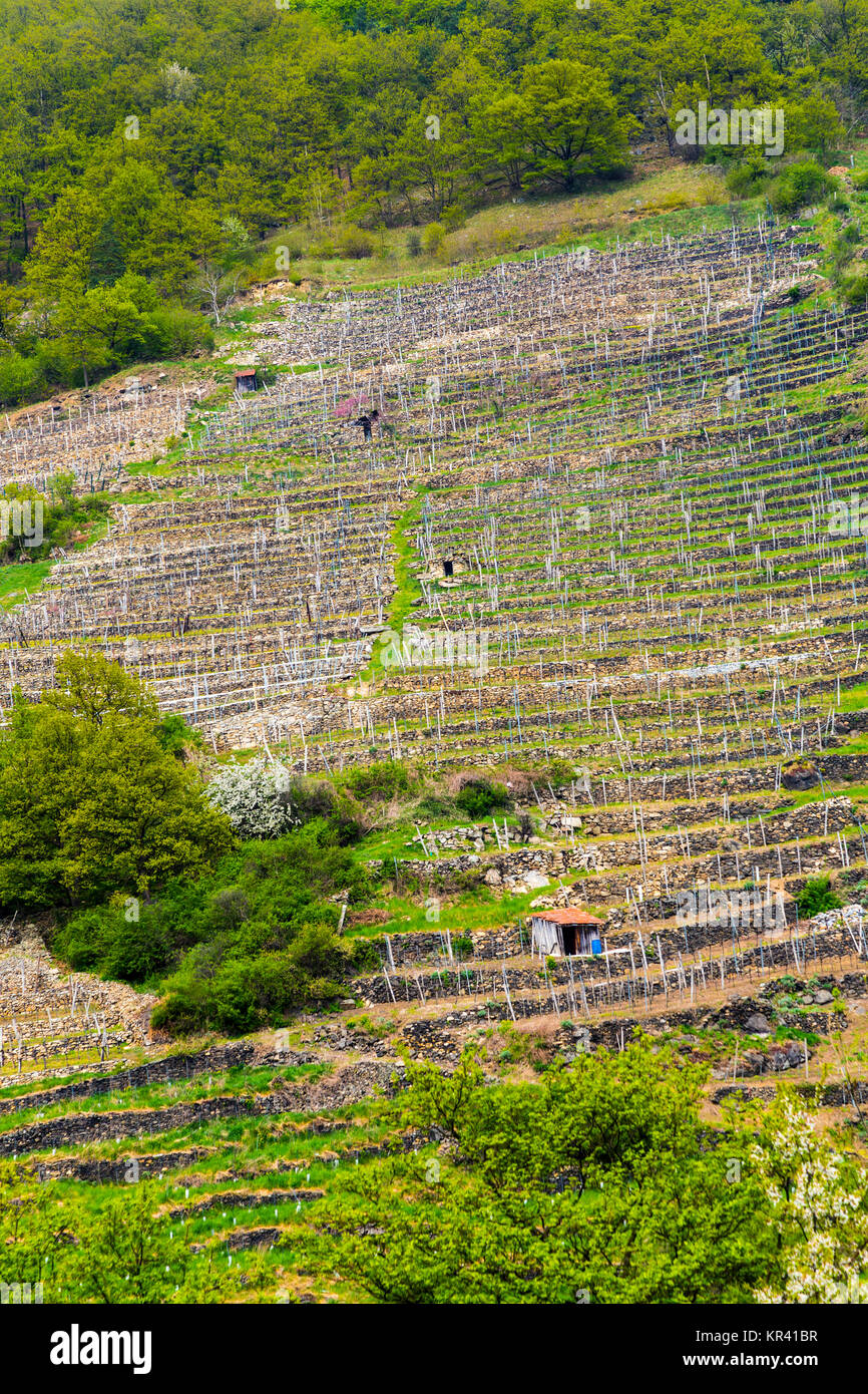 vineyards in early spring in the wachau area Stock Photo - Alamy