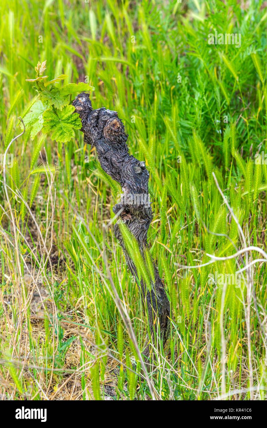 old vine tree stem Stock Photo - Alamy