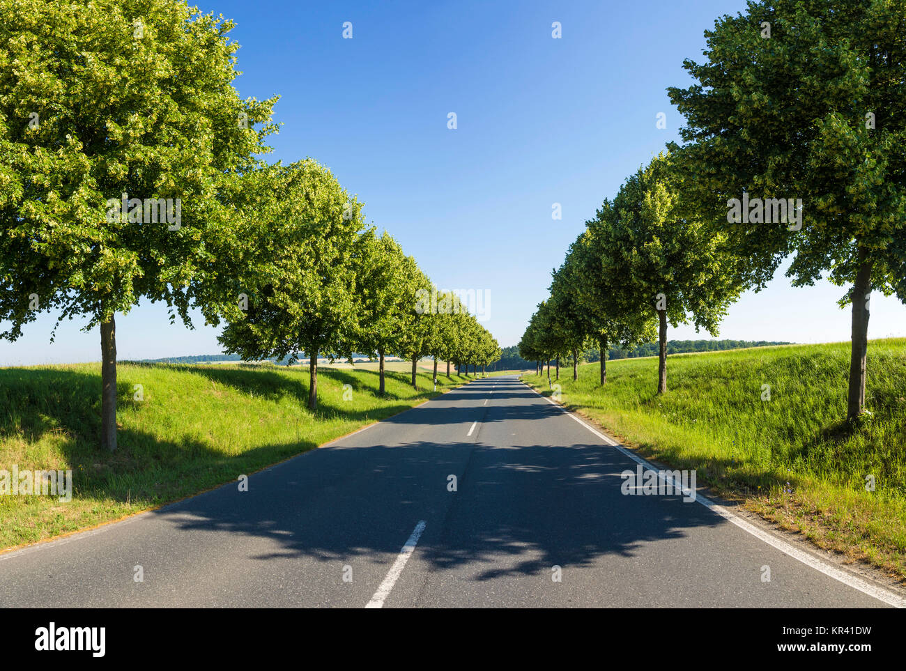 country road running through a tree alley Stock Photo - Alamy