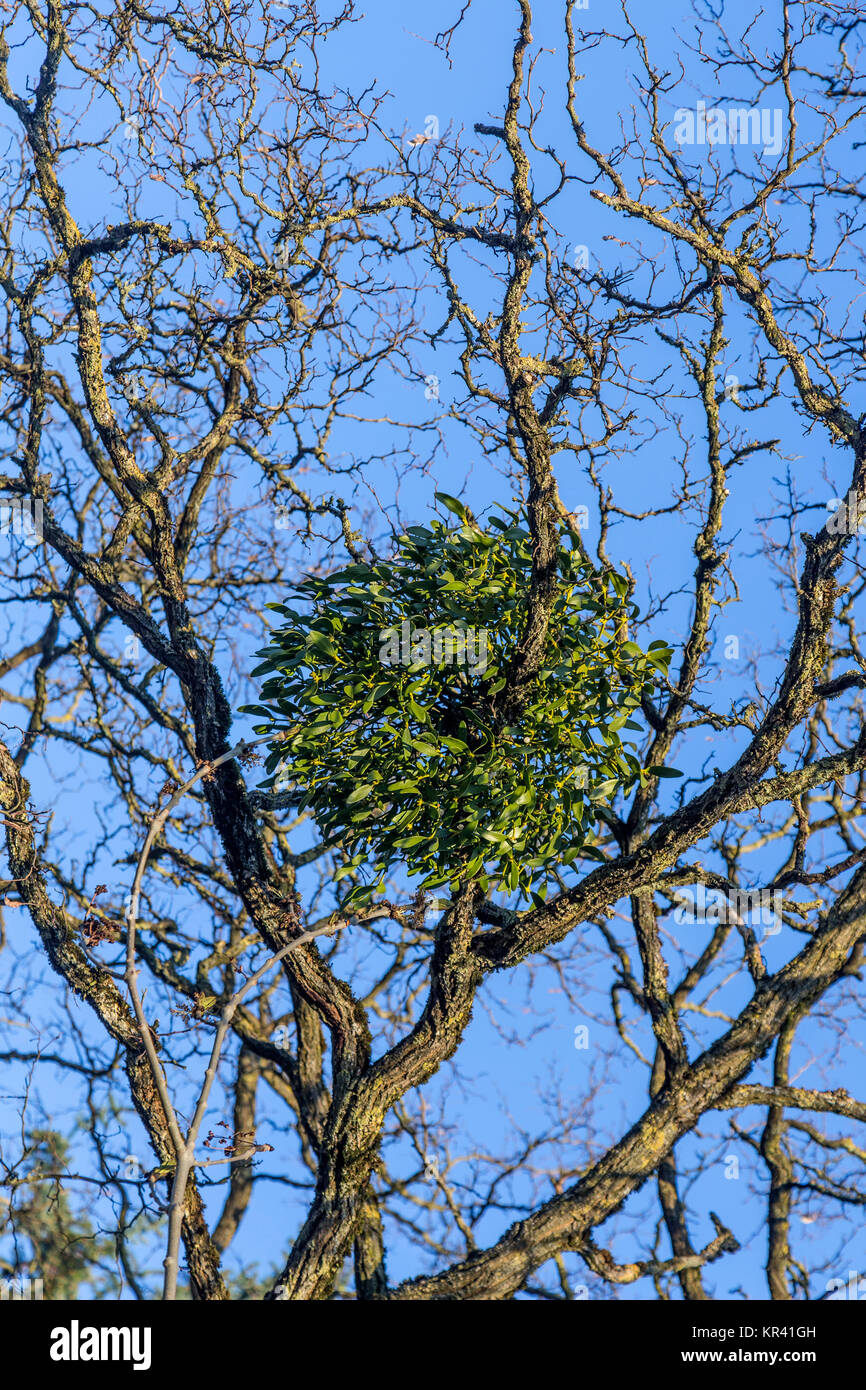 mistletoe on tree under blue sky Stock Photo - Alamy