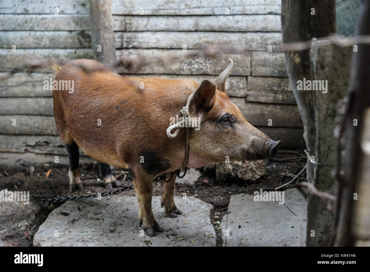 bound brown pig behind barbed wire fences Stock Photo - Alamy
