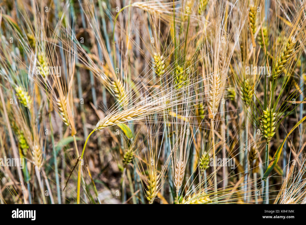 Barley ears gives a harmonic pattern - Hordeum vulgare Stock Photo - Alamy
