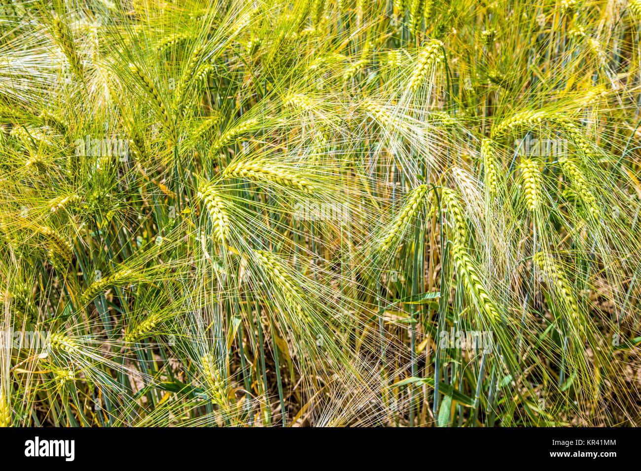 Barley ears gives a harmonic pattern - Hordeum vulgare Stock Photo - Alamy
