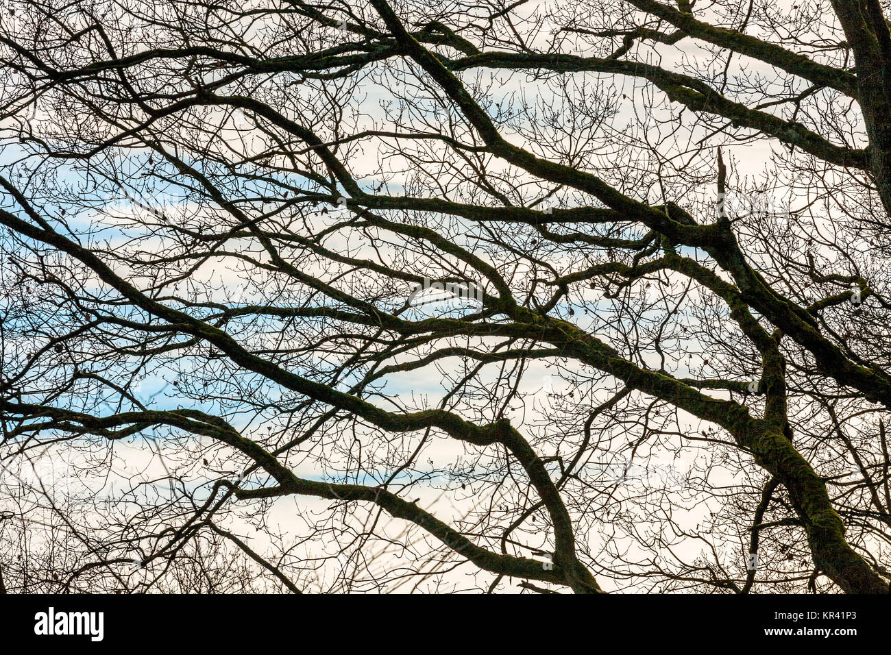 crown of trees in forest with blue sky Stock Photo - Alamy