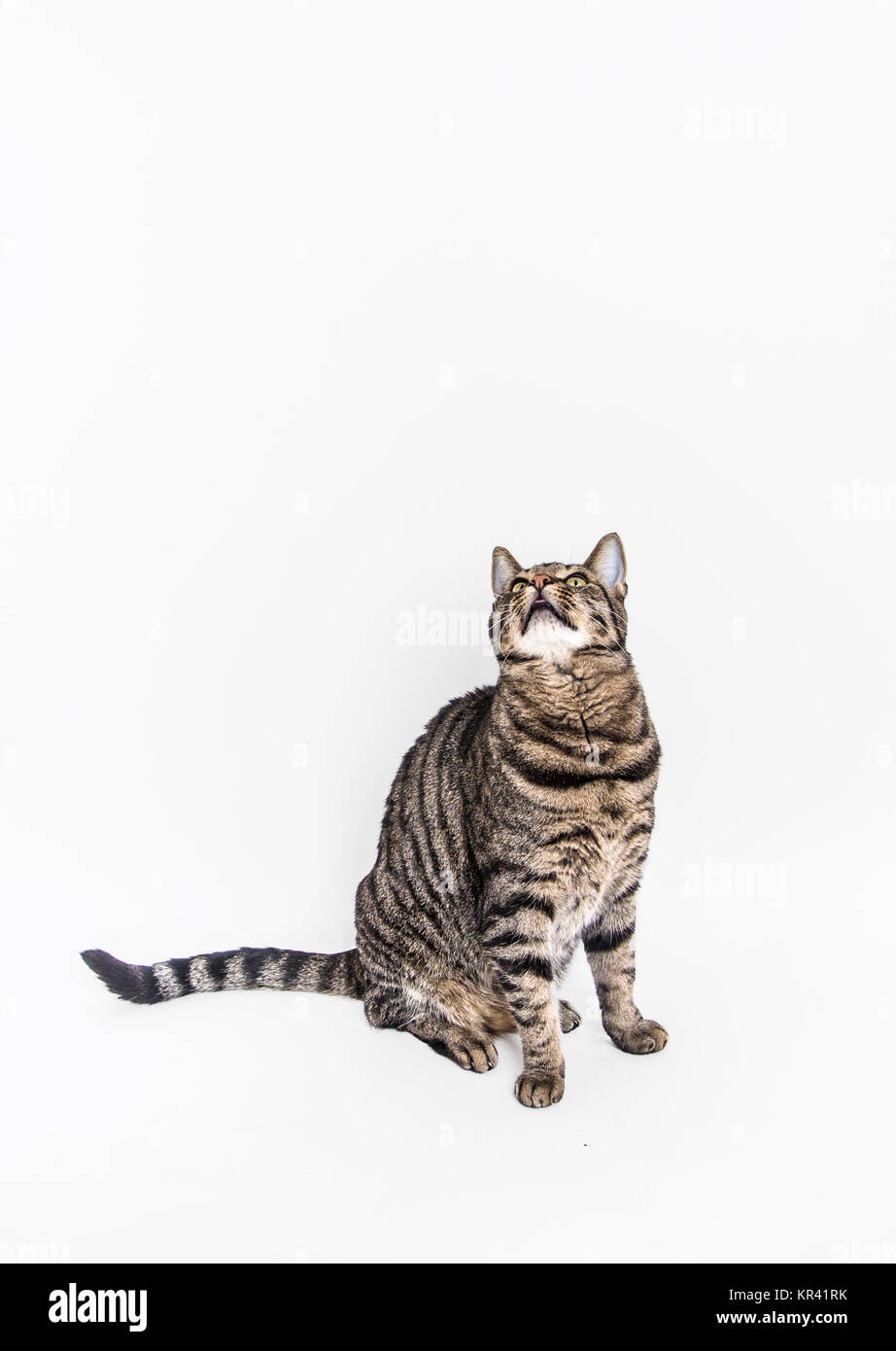 Cute character cat in Cut Out Stock Images & Pictures - Alamy