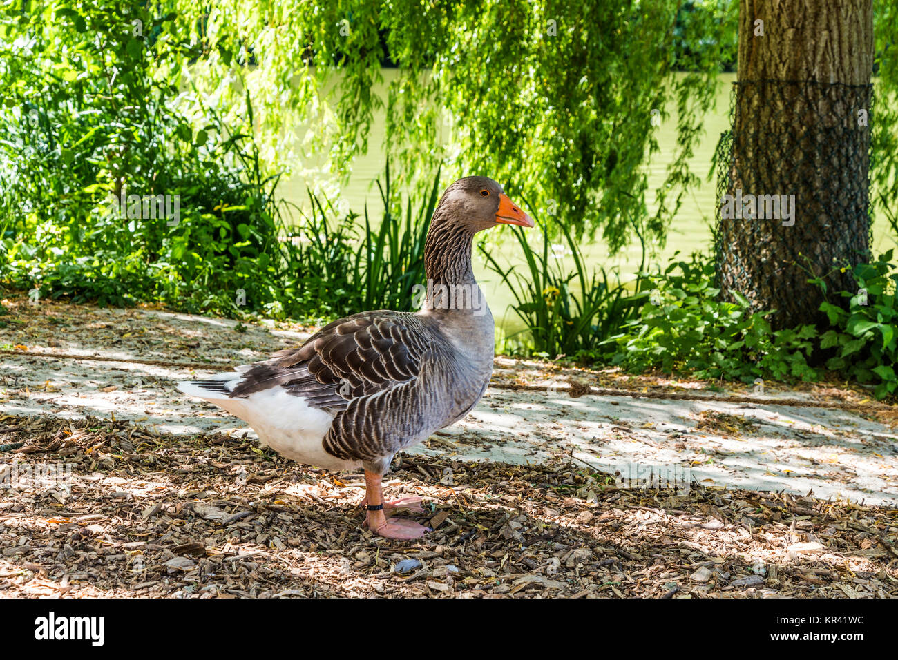 Goose in a green park at a summertime Stock Photo - Alamy