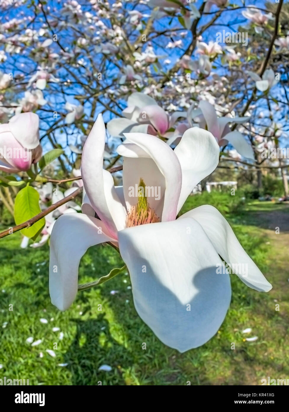 blooming magnolia trees under blue sky Stock Photo - Alamy