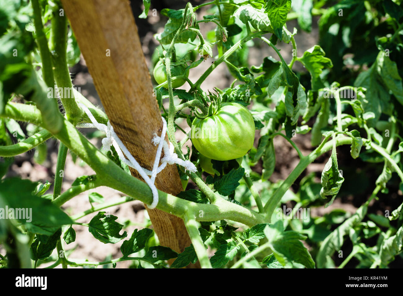 green tomato on bush in garden Stock Photo - Alamy
