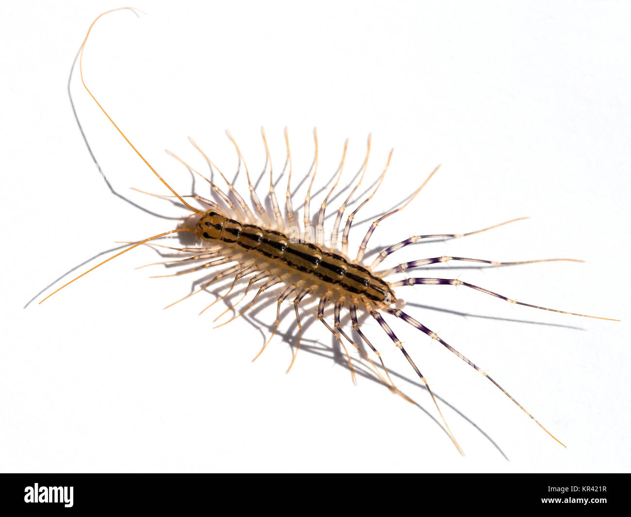 Scutigera Stock Photos & Scutigera Stock Images - Alamy