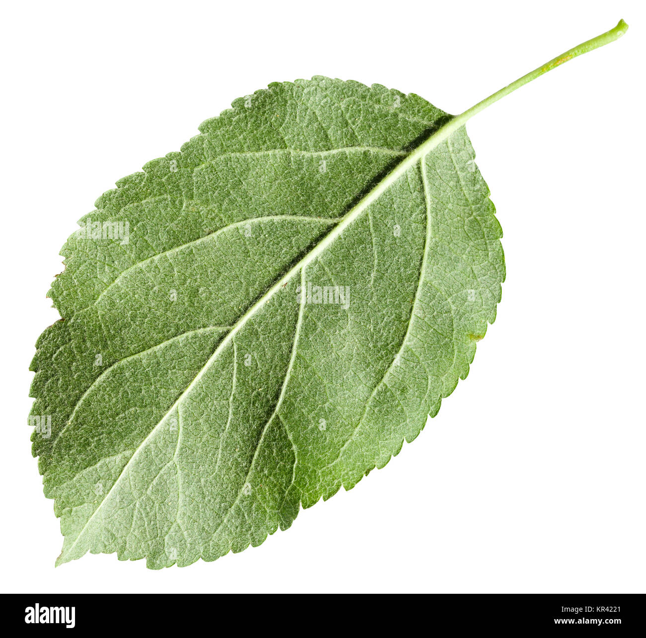 Back side of leaf Cut Out Stock Images & Pictures - Alamy