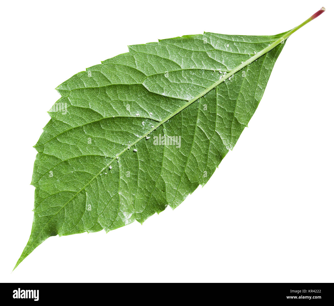 back side of green leaf Parthenocissus plant Stock Photo - Alamy