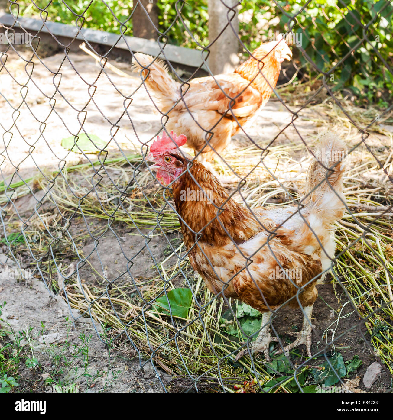 Red chicken in outdoor hen house Stock Photo - Alamy