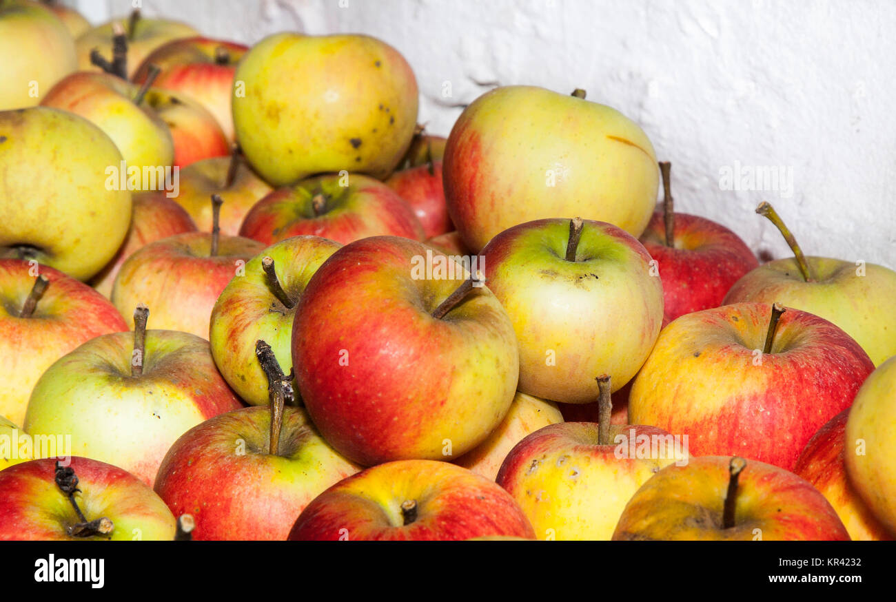 apples are stored in the cellar to keep fresh Stock Photo - Alamy