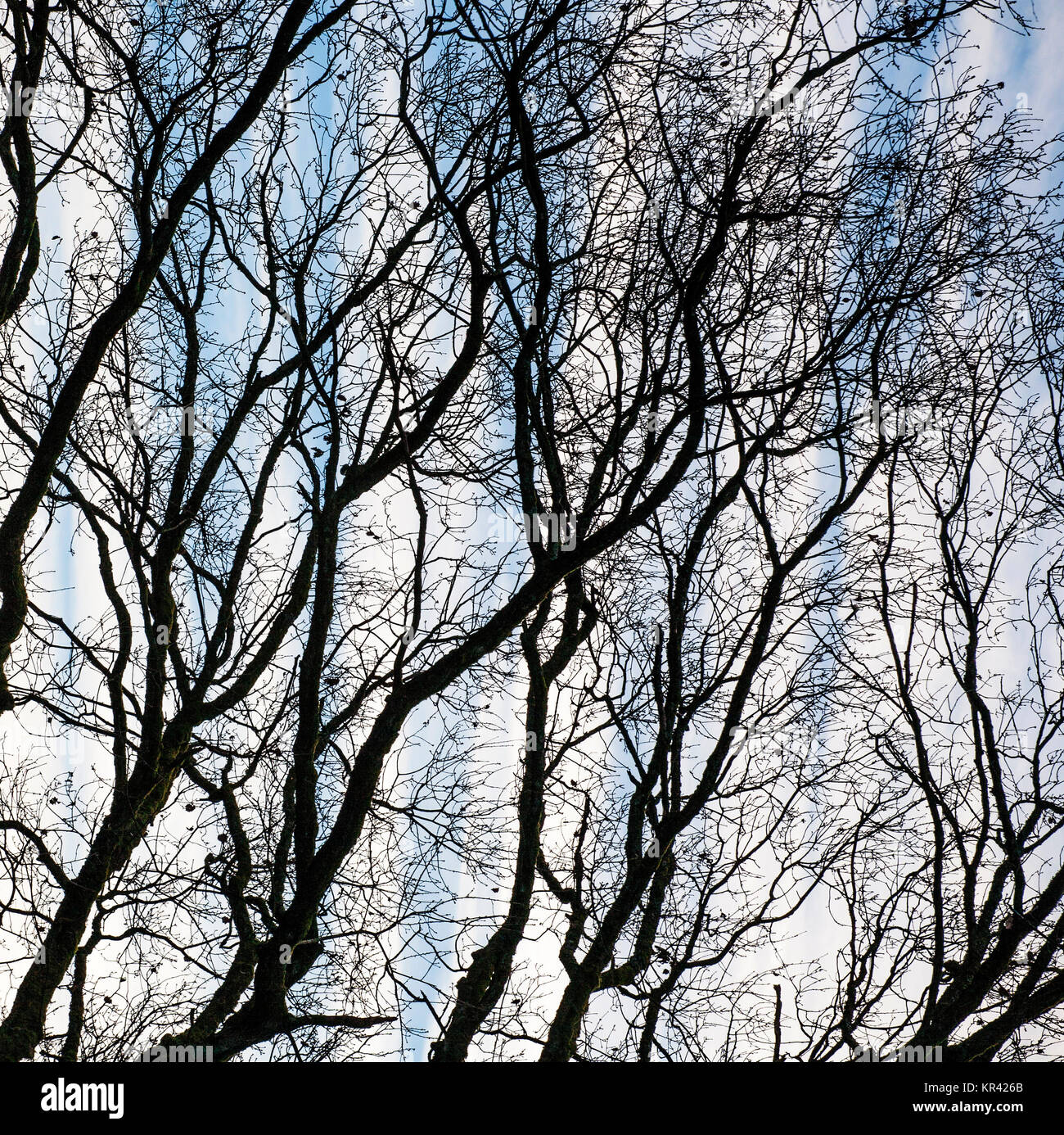 crown of trees in forest with blue sky Stock Photo - Alamy