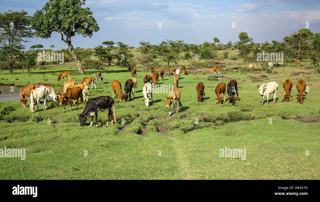 Africa. Kenia. cows and cattles in Masai Mara National Park Stock Photo ...