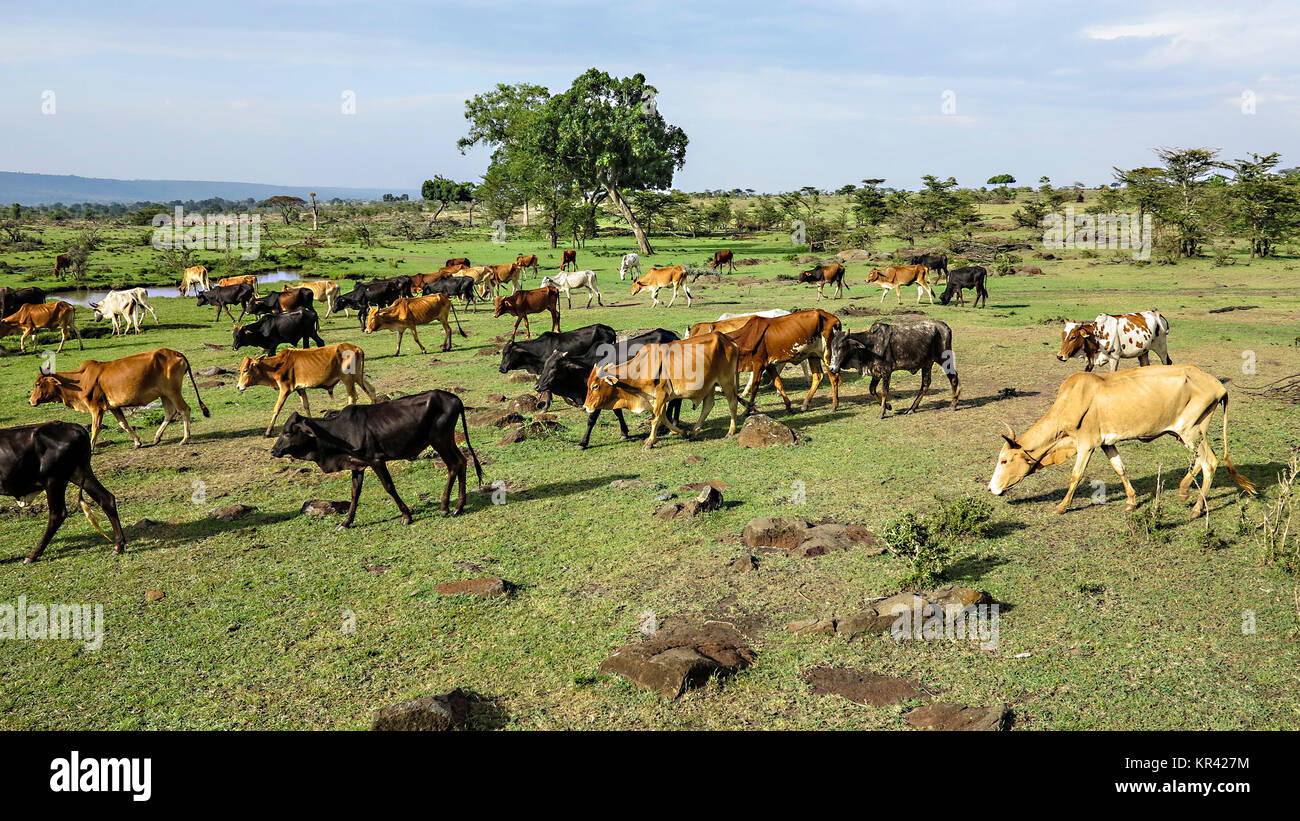 grazing cows in Masai Mara national park in Kenia Stock Photo - Alamy