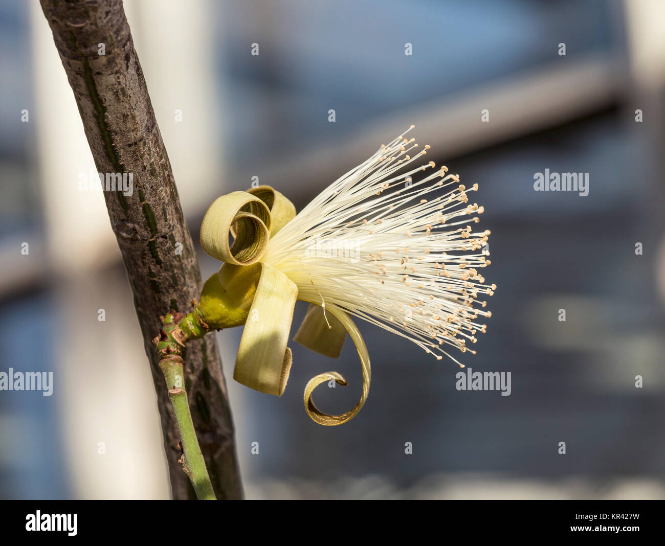 detail of shaving bush tree in tropical region Stock Photo - Alamy