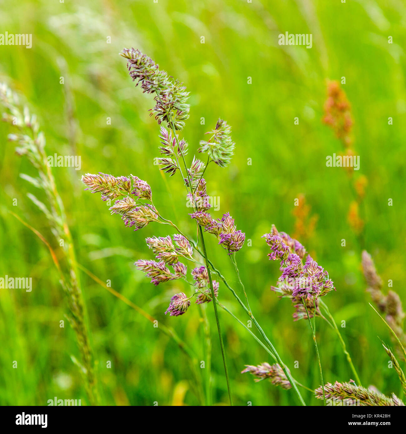 detail of wild growing grass plants in nature Stock Photo - Alamy