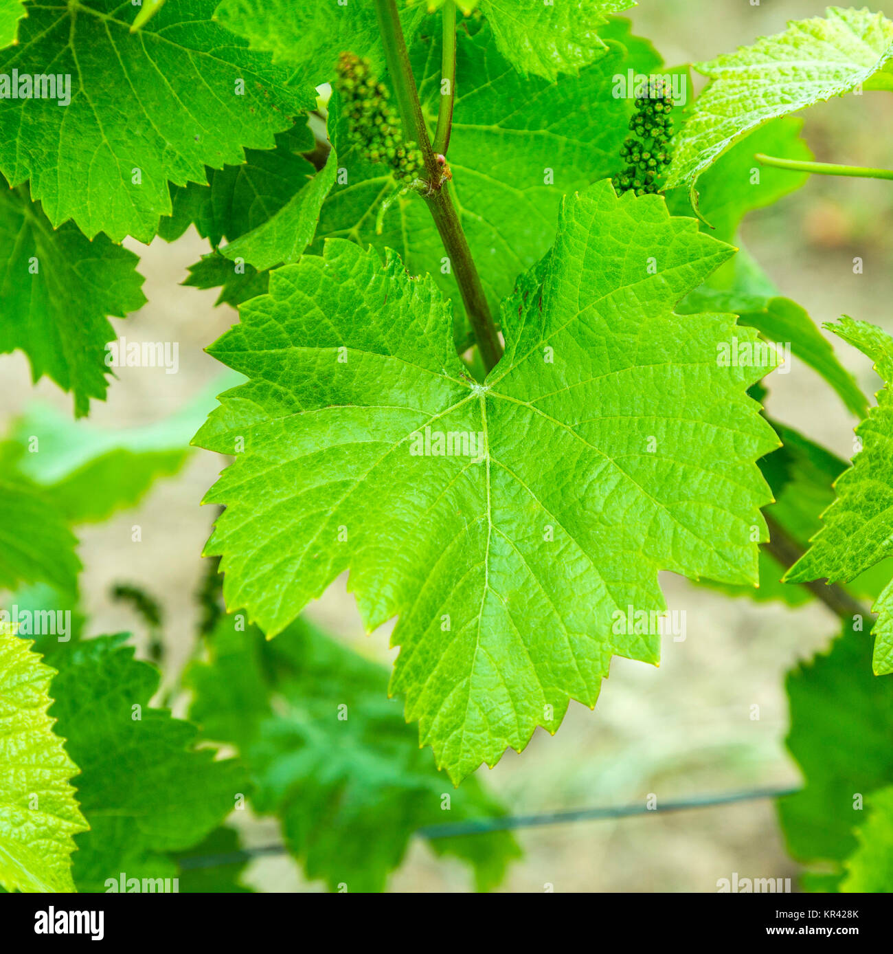 Background of fresh grape leaves in spring time Stock Photo - Alamy