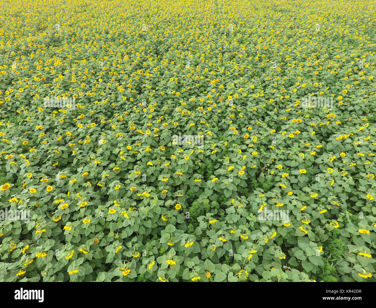 Field of sunflowers. Top view Stock Photo - Alamy
