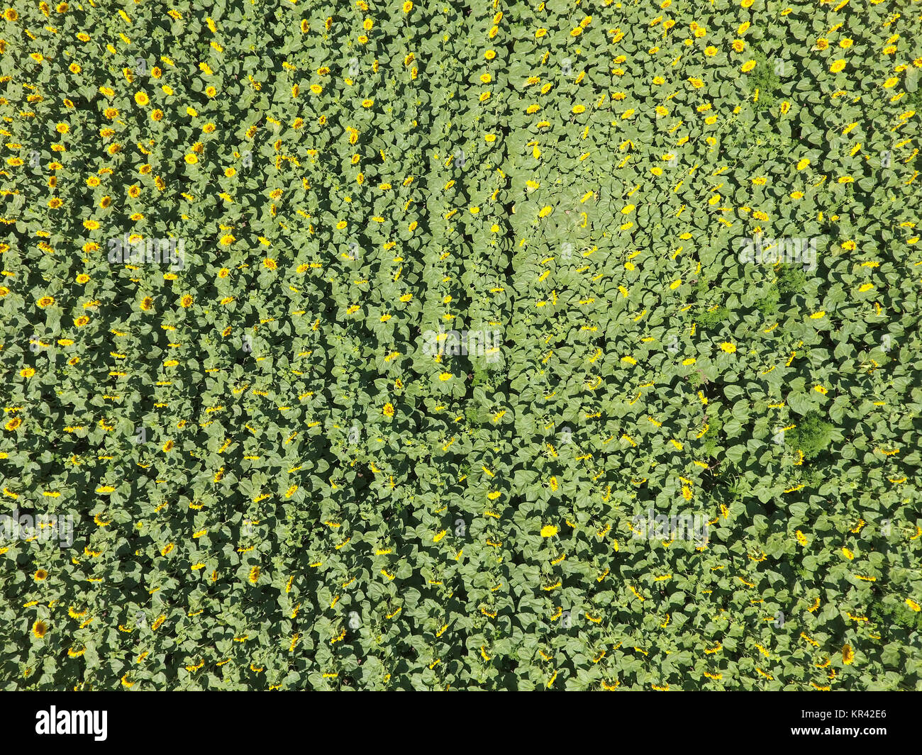 Field of sunflowers. Top view Stock Photo - Alamy