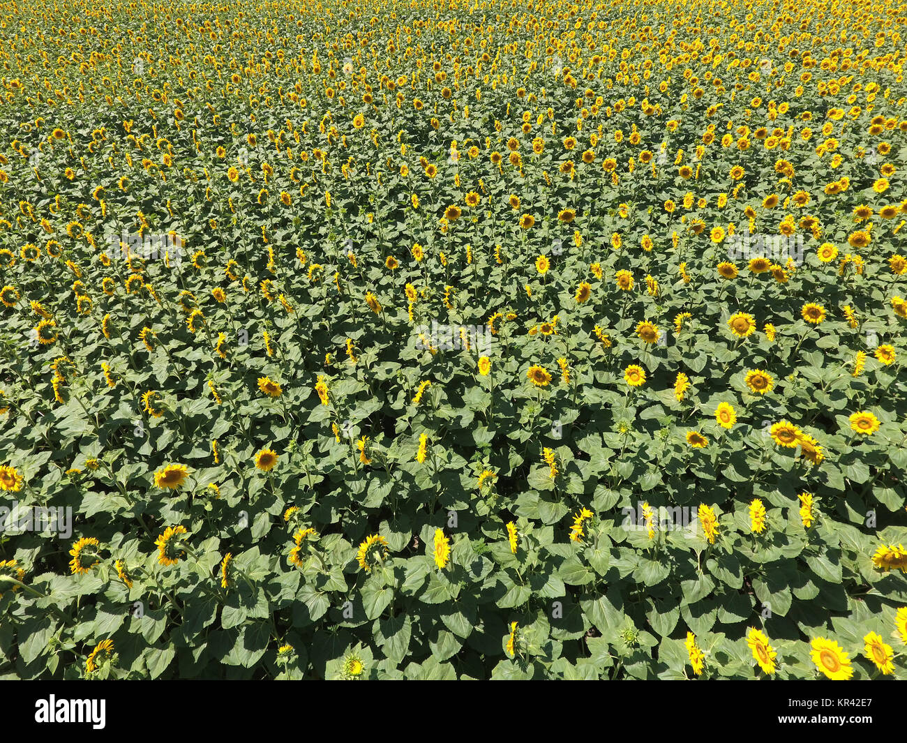 Field of sunflowers. Top view Stock Photo - Alamy