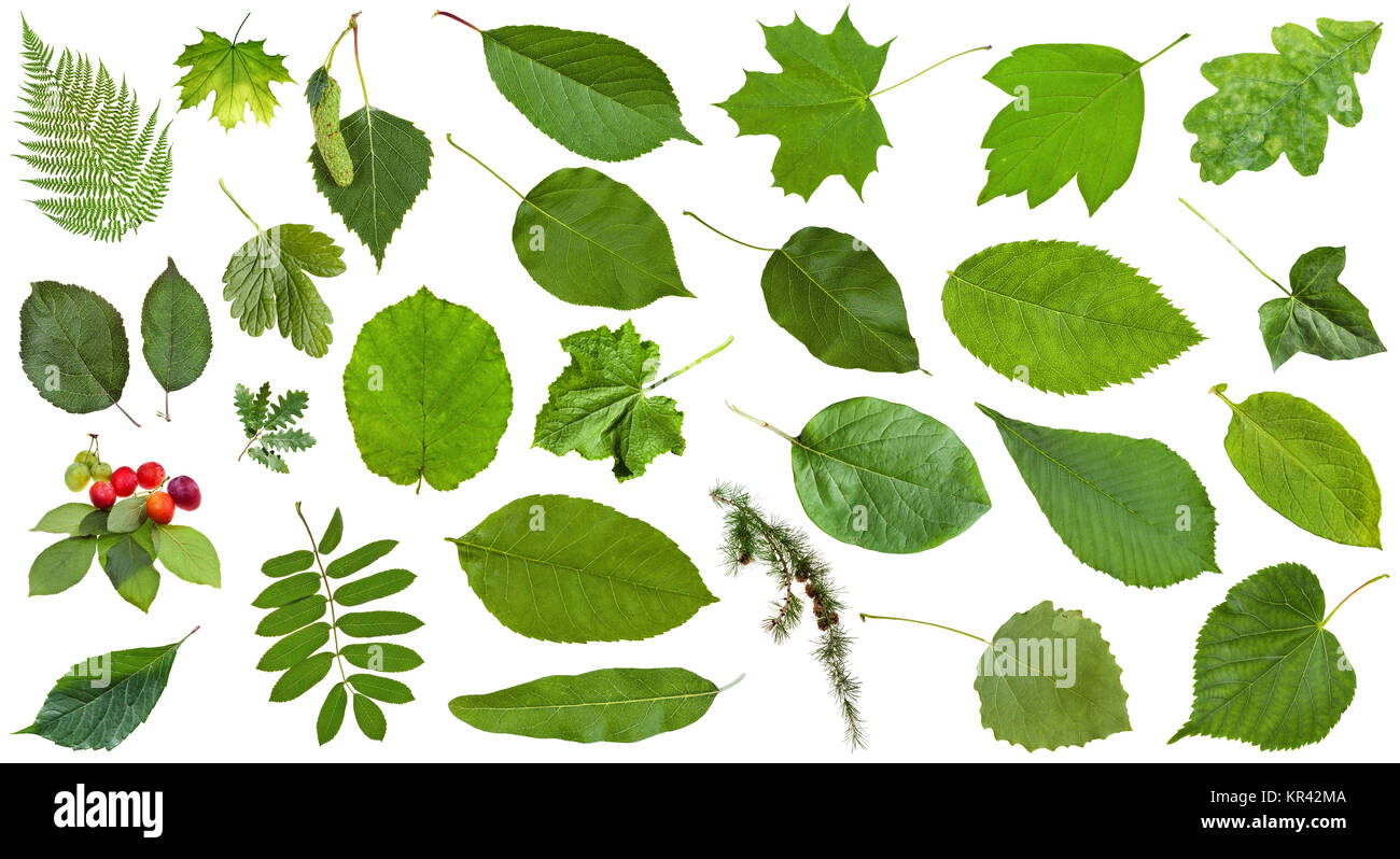 natural green leaves isolated on white Stock Photo - Alamy
