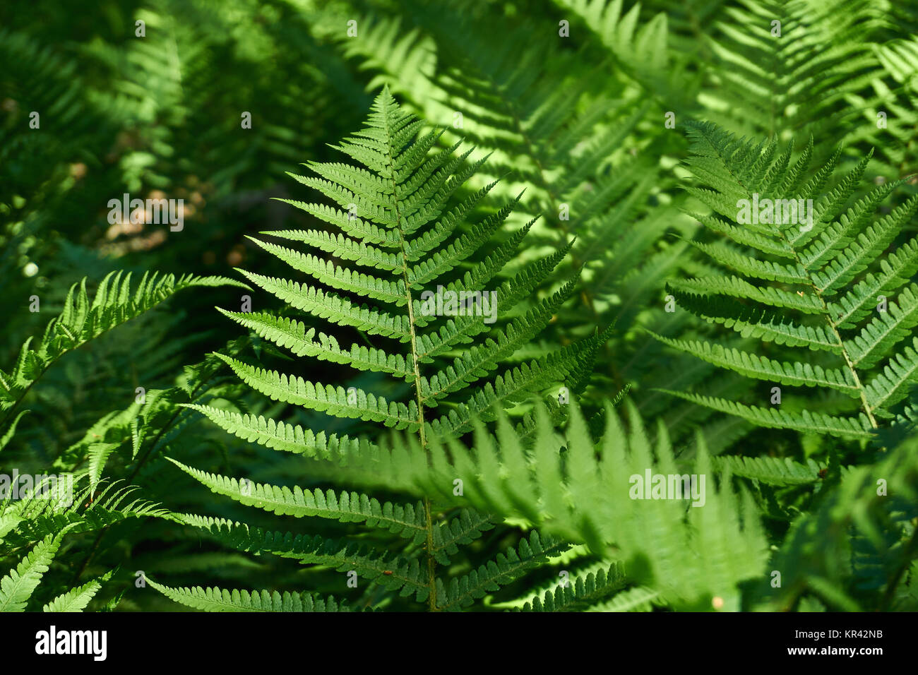 Farn im wald hi-res stock photography and images - Alamy
