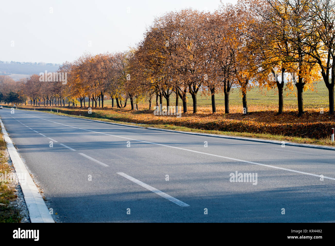 fall, bright yellow trees along the route Stock Photo - Alamy