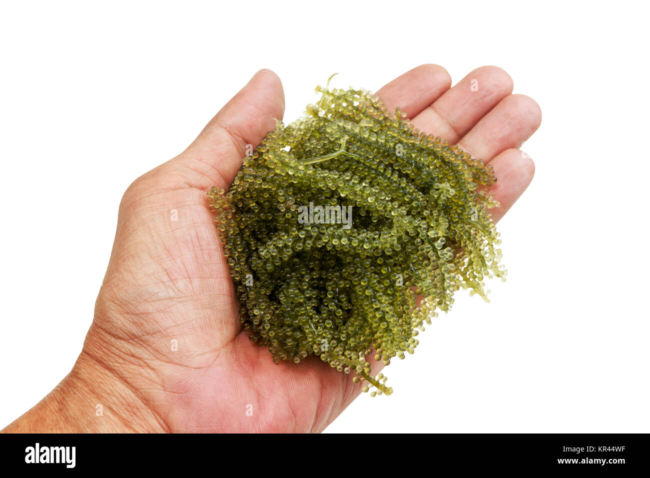 Caulerpa green caviar in hand Stock Photo - Alamy