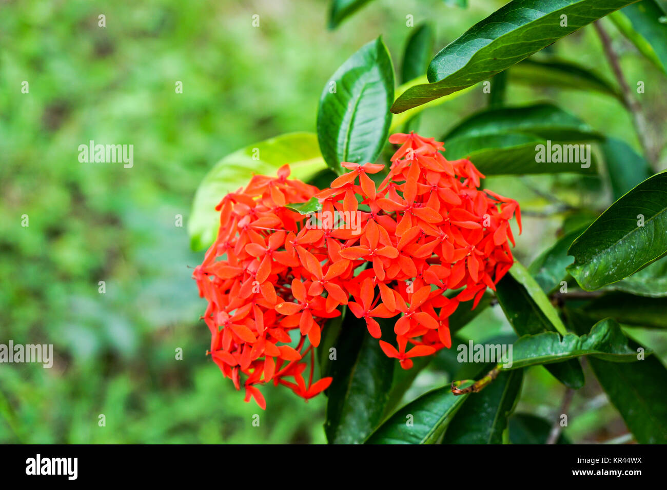 National flower of Cuba, with red garland Stock Photo - Alamy