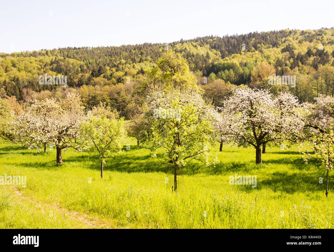 Meadow with flowering fruit trees Stock Photo - Alamy