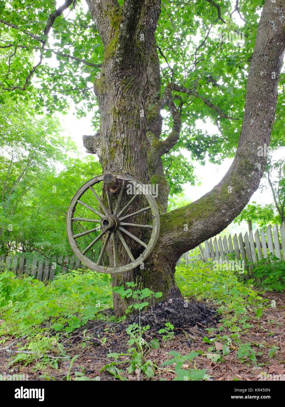 Cartwheel hanging from a tree Stock Photo - Alamy