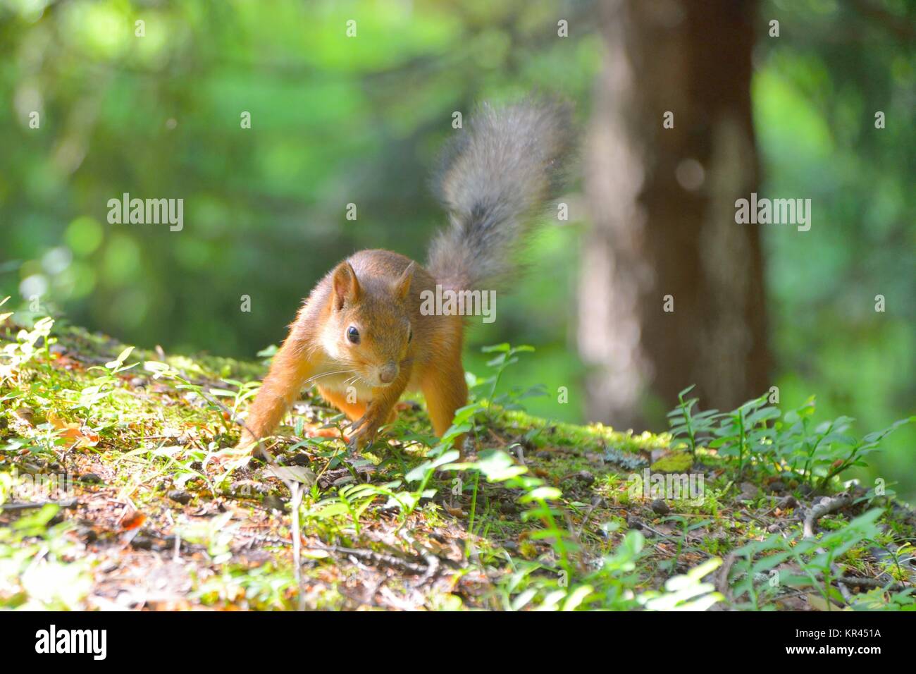 Squirrel searching for food Stock Photo - Alamy