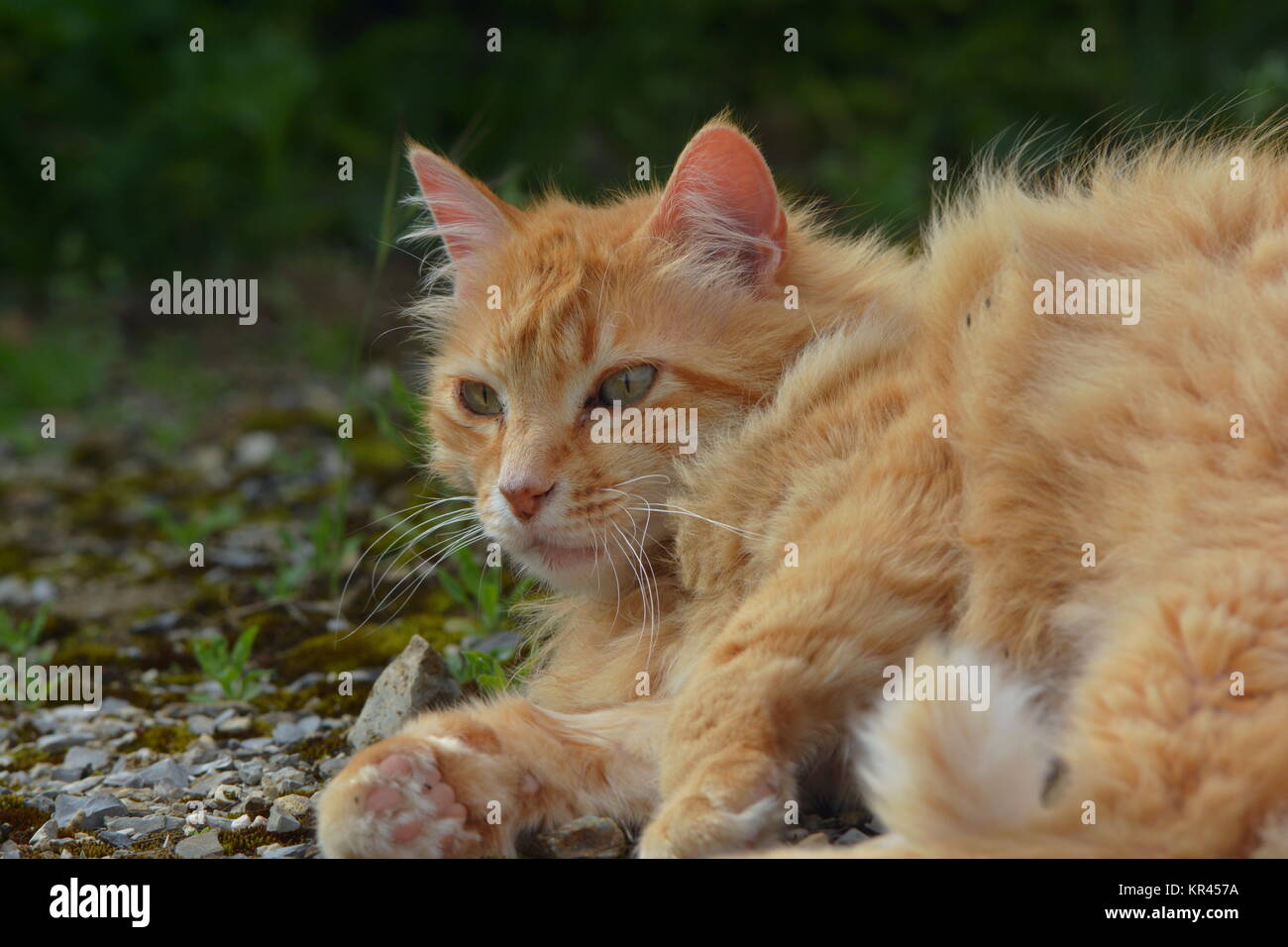 garfield takes a break Stock Photo - Alamy
