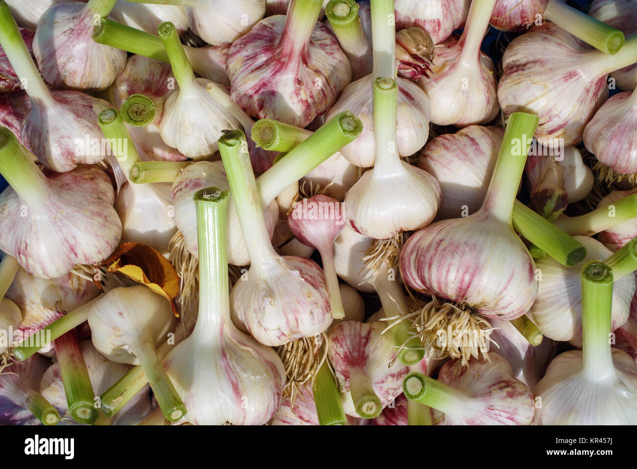 Fresh garlic cloves Stock Photo - Alamy