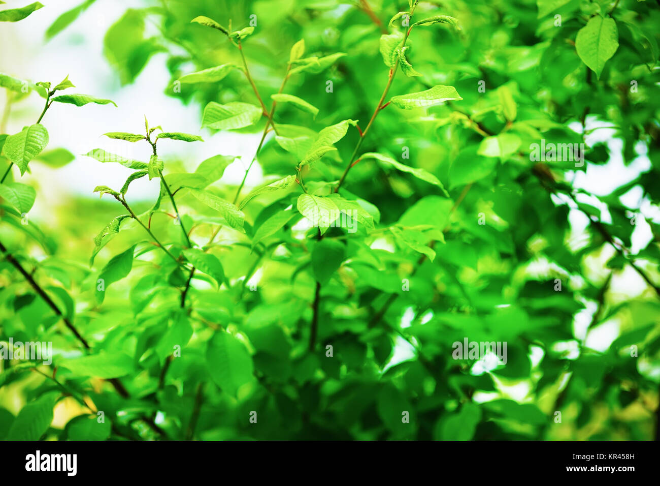 Fresh green foliage Stock Photo - Alamy