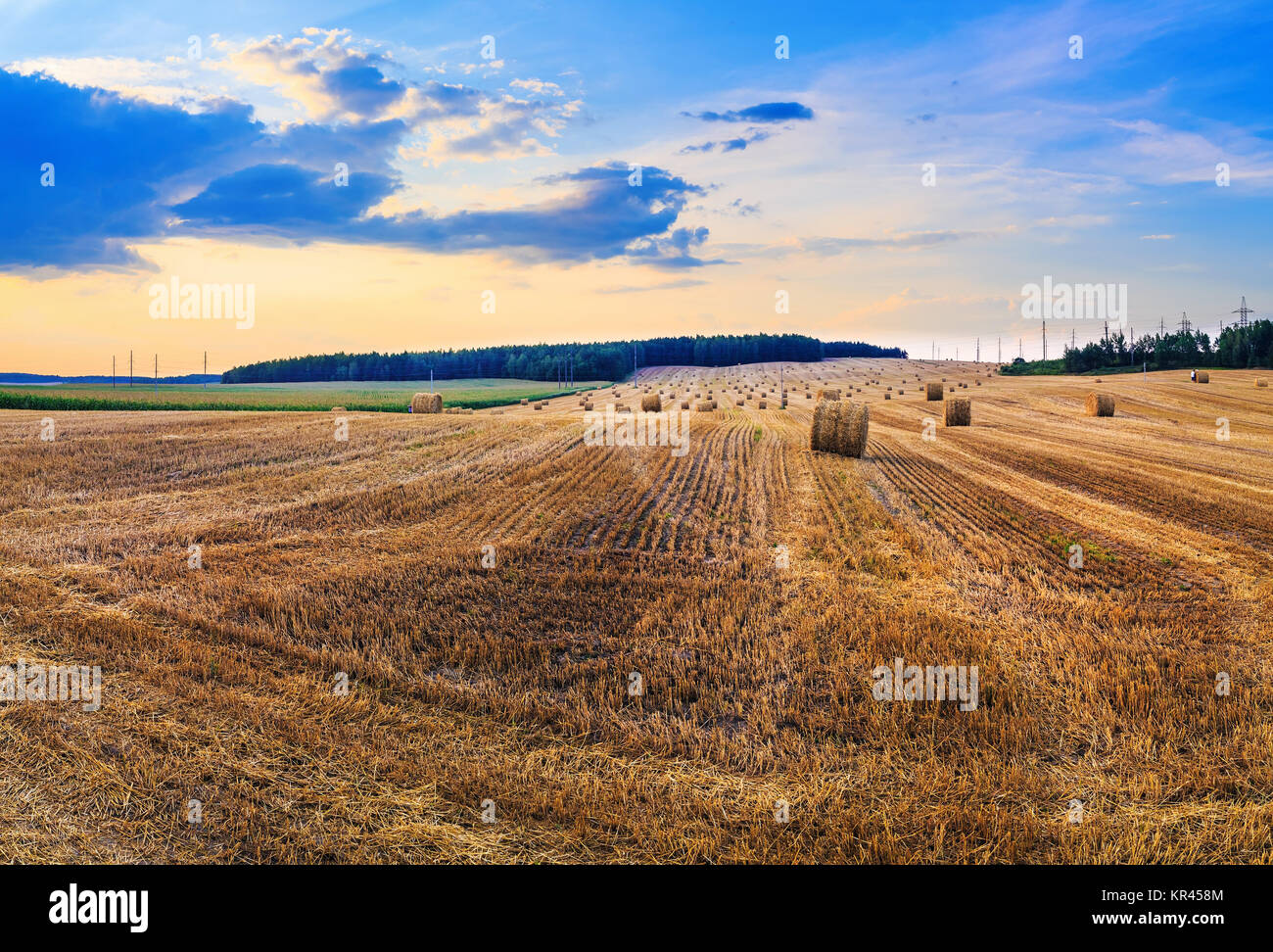 Field with hay bales Stock Photo - Alamy