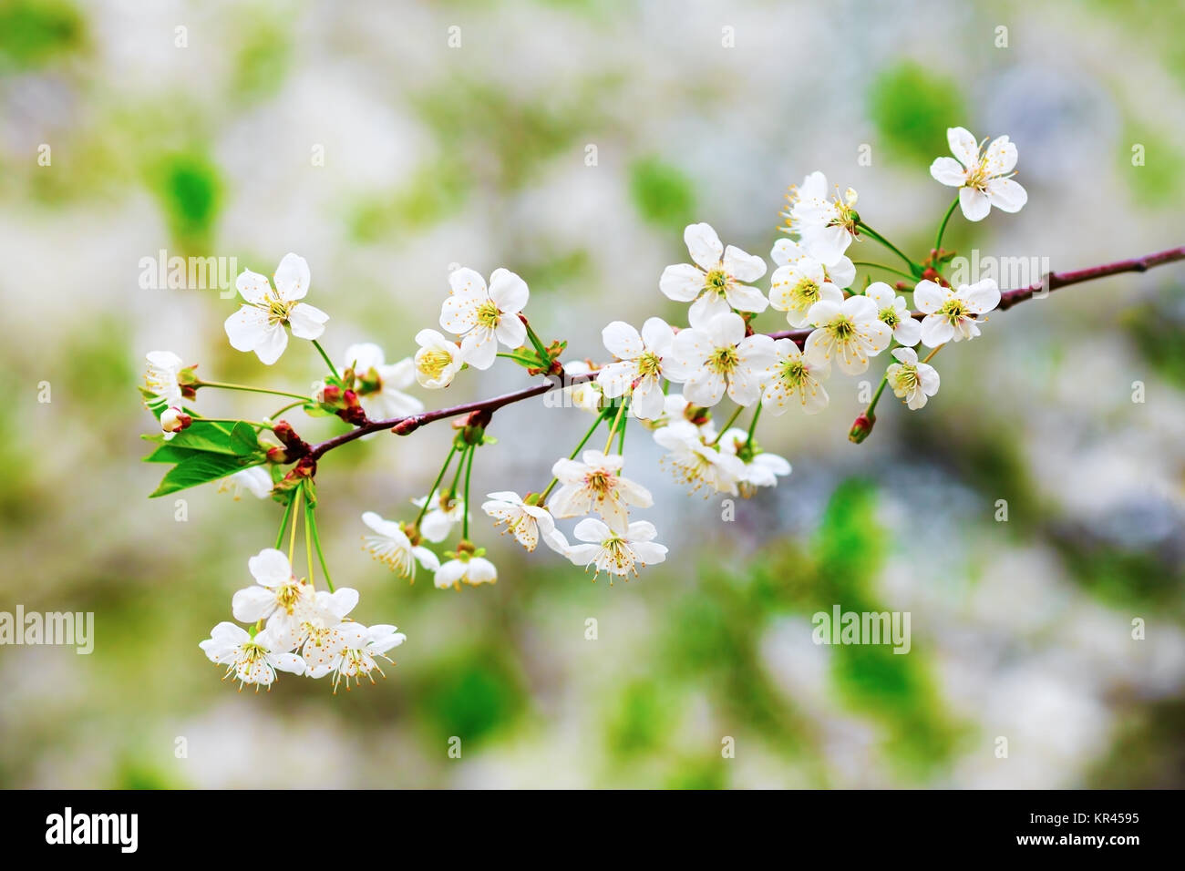 Blossoming tree branch Stock Photo - Alamy