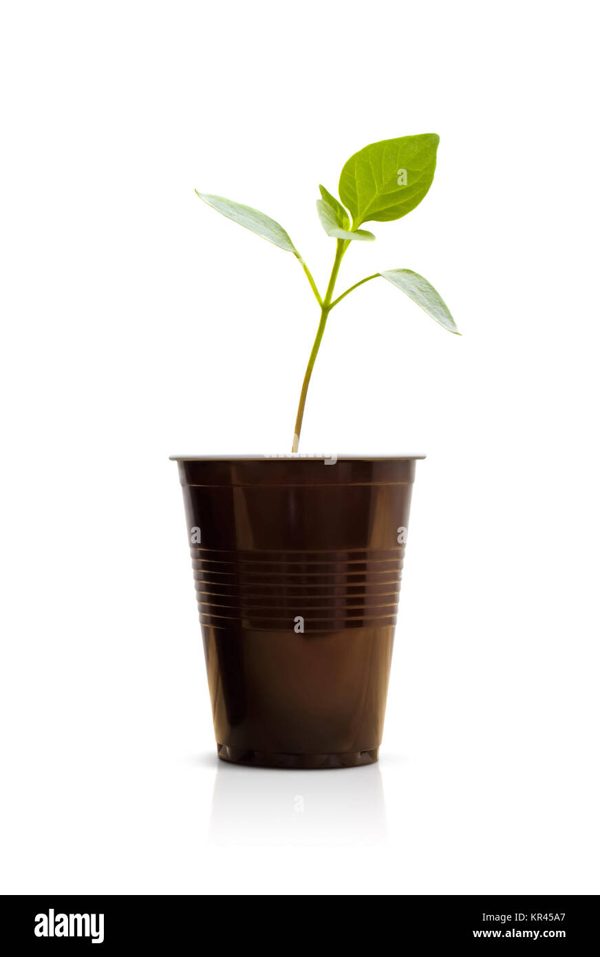 Small green plant Stock Photo - Alamy