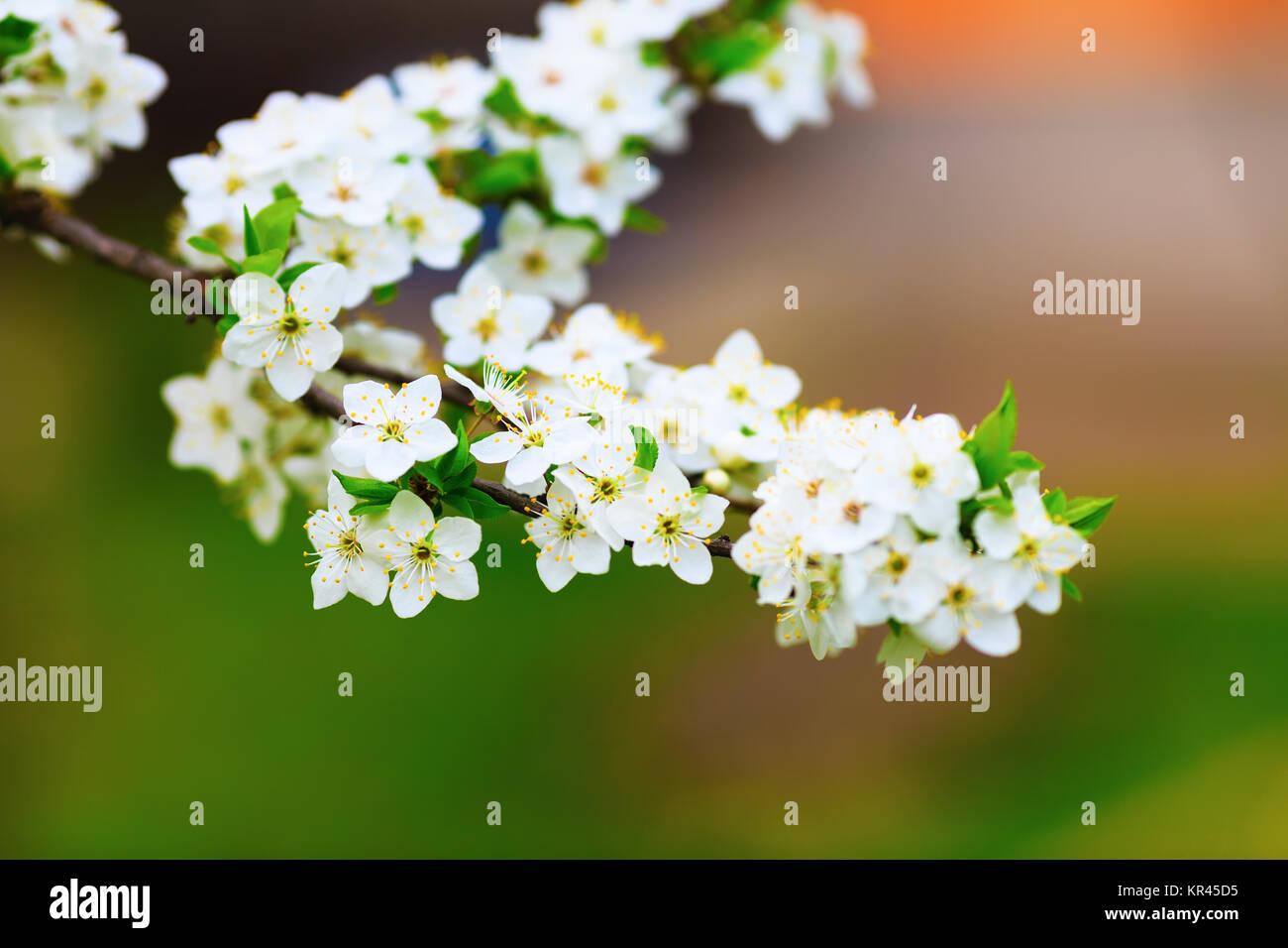 Blossoming tree branch Stock Photo - Alamy